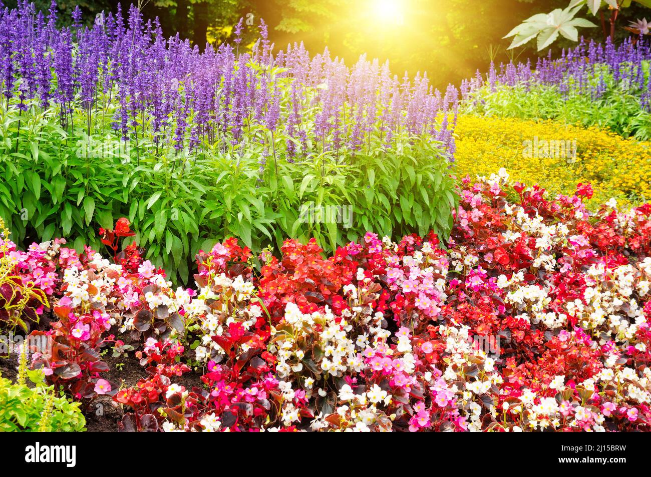 Beautiful background of bright garden flowers and sun Stock Photo - Alamy