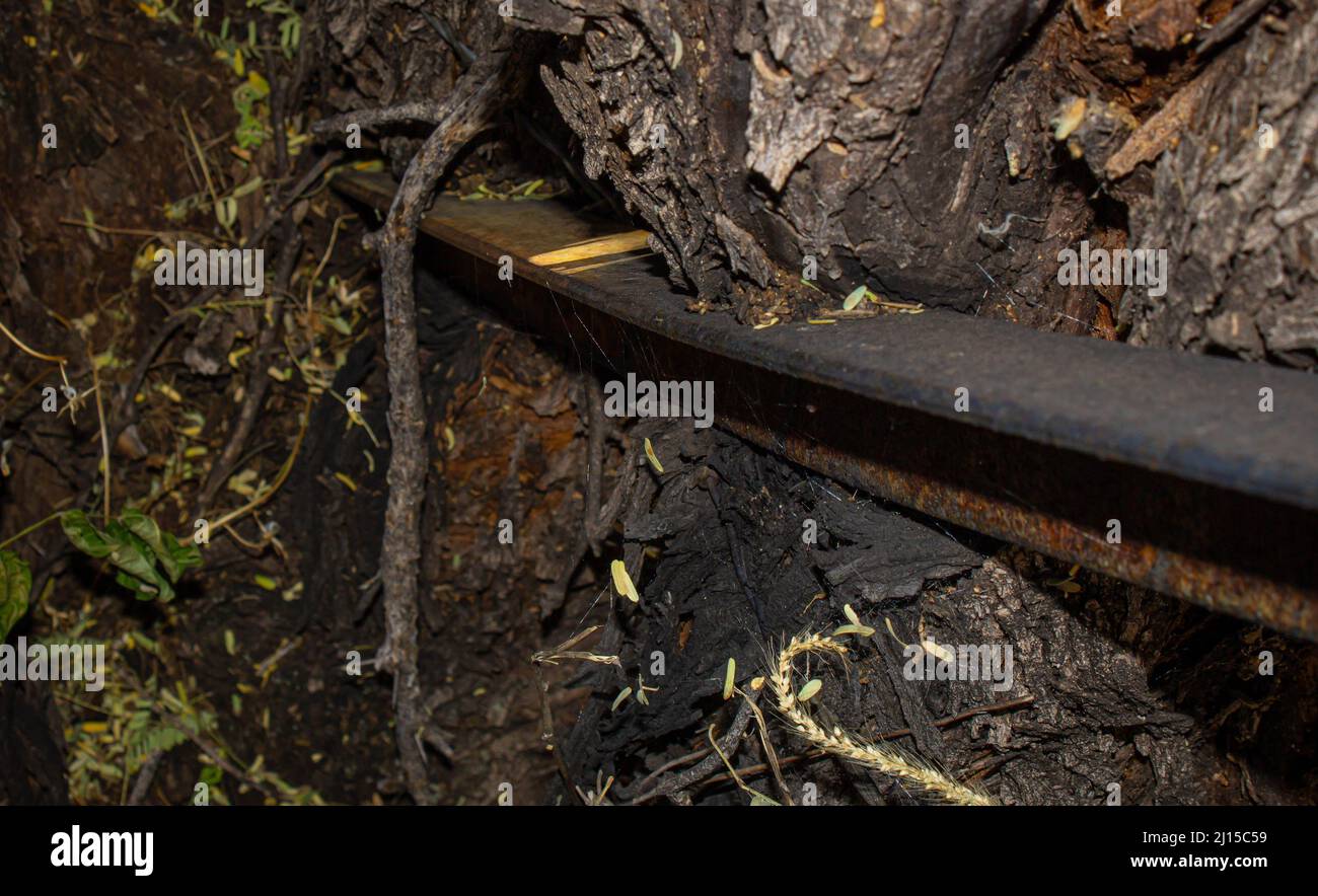 Tree has grown around hi-res stock photography and images - Alamy