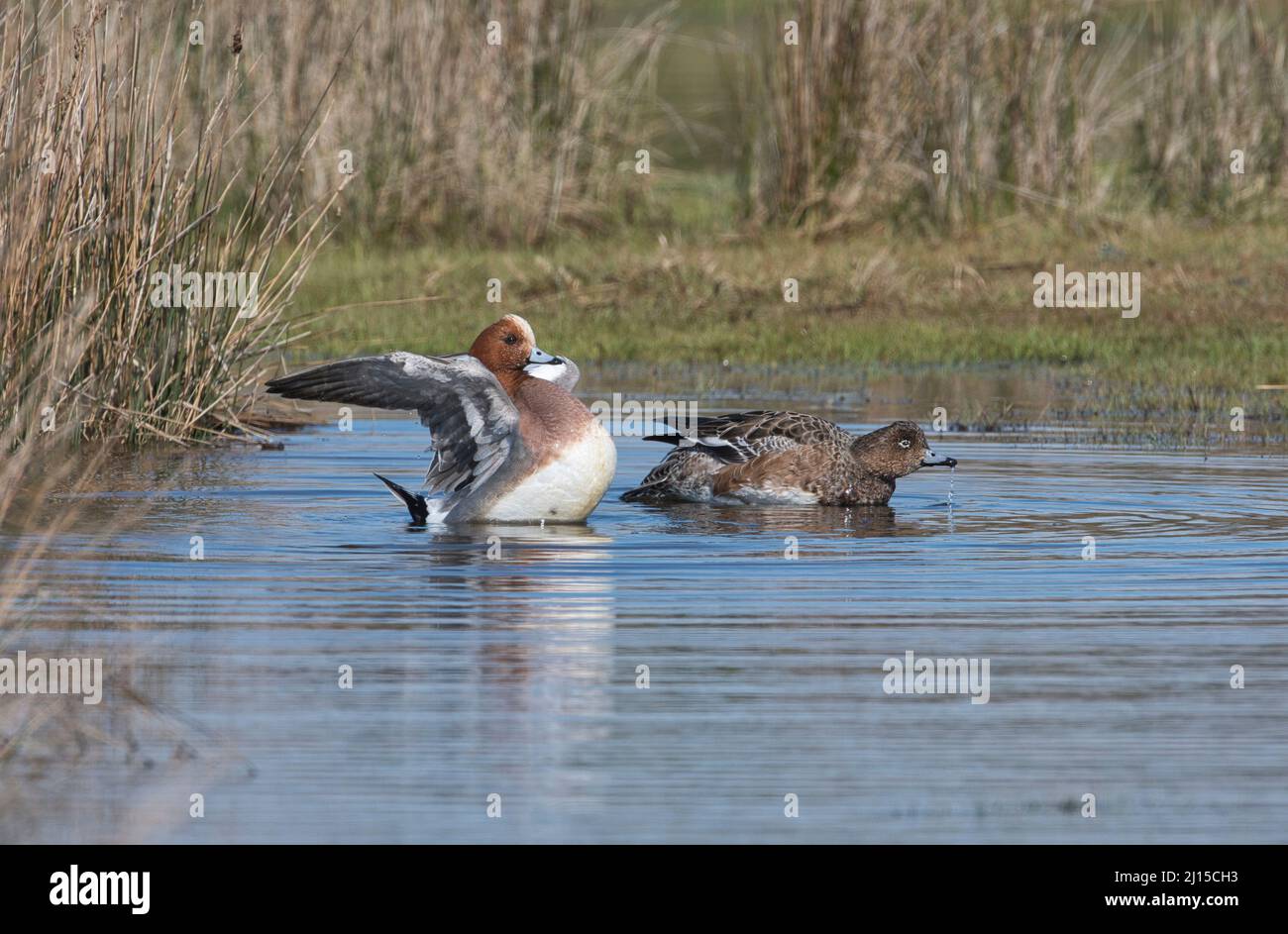 Pair of Eurasian wigeon (Anas penelope) drinking and preening in fresh ...