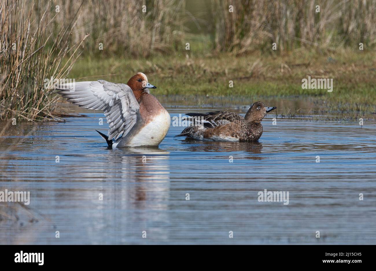 Pair of Eurasian wigeon (Anas penelope) drinking and preening in fresh ...