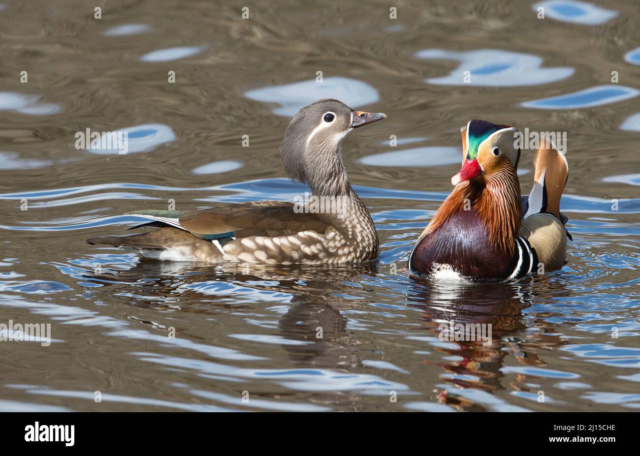 Mandarin duck (Aix galericulata), pair photographed in spring. The ...