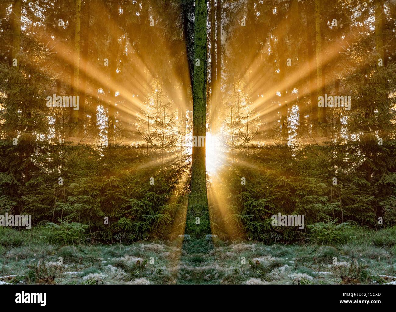 romantic sunrise in early morning in the forest with bright sunbeam in ...