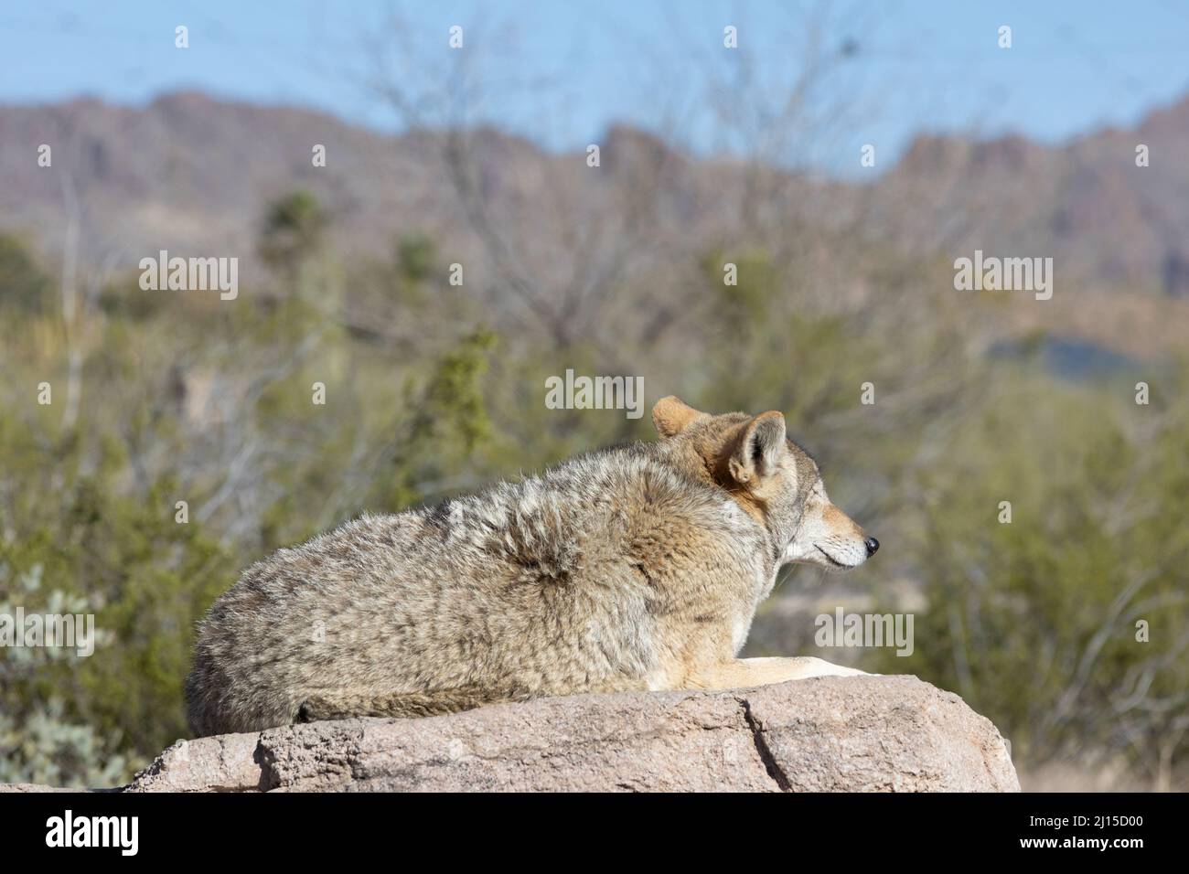 Coyote lounging in the sun Stock Photo - Alamy