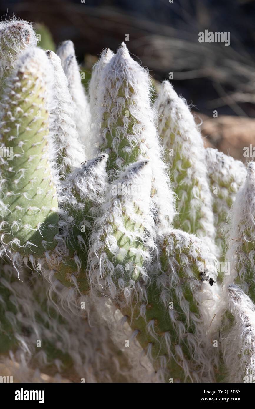 Fuzzy cactus texture hi-res stock photography and images - Alamy