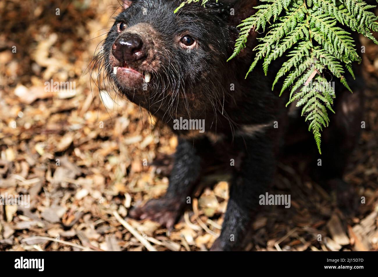 Tasmanian mammals hi-res stock photography and images - Alamy