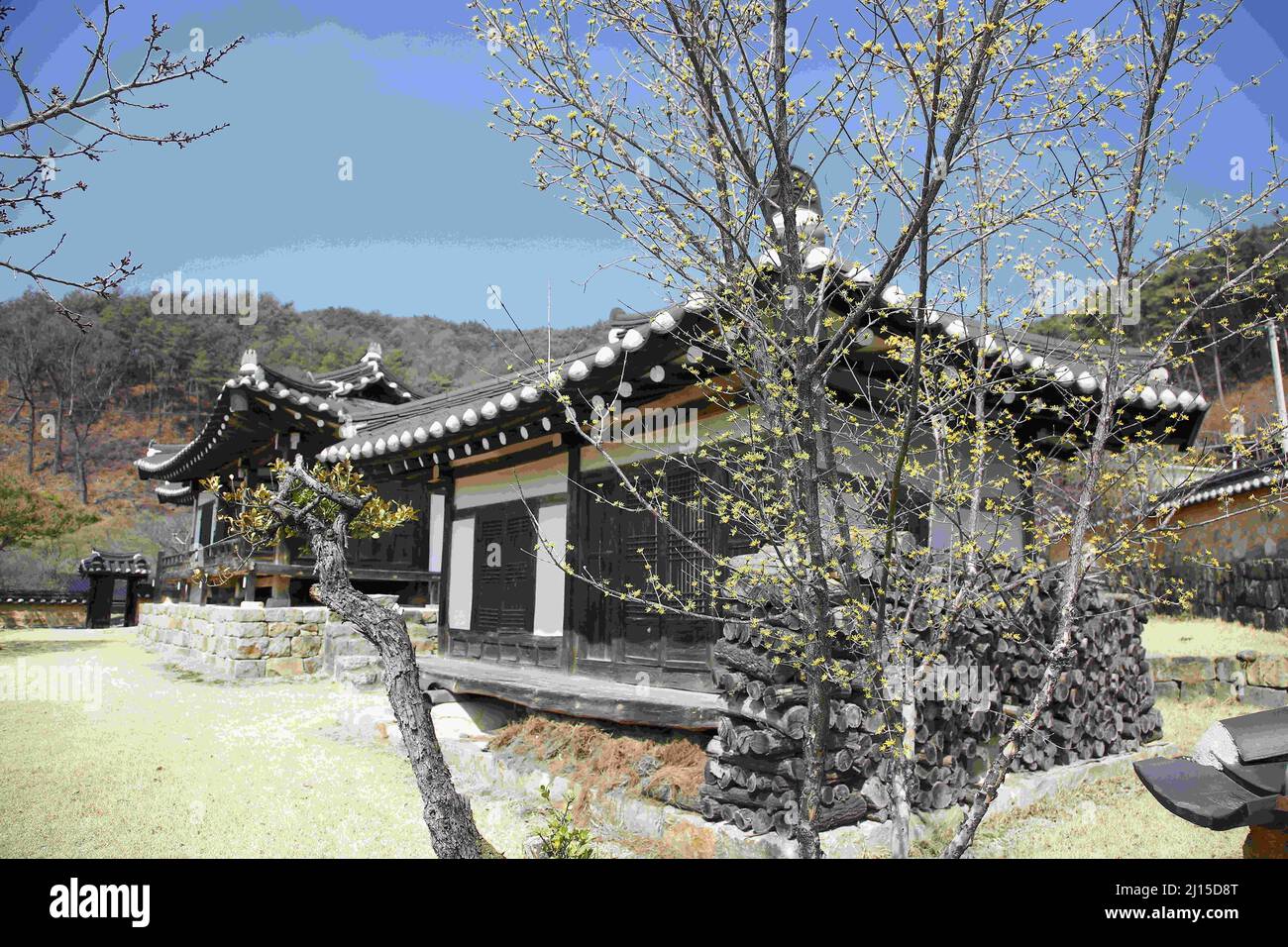 Bonghwa, Gyeongbuk, South Korea. 22nd Mar, 2022. March 22, 2022-Bonghwa, South Korea-Corni ...