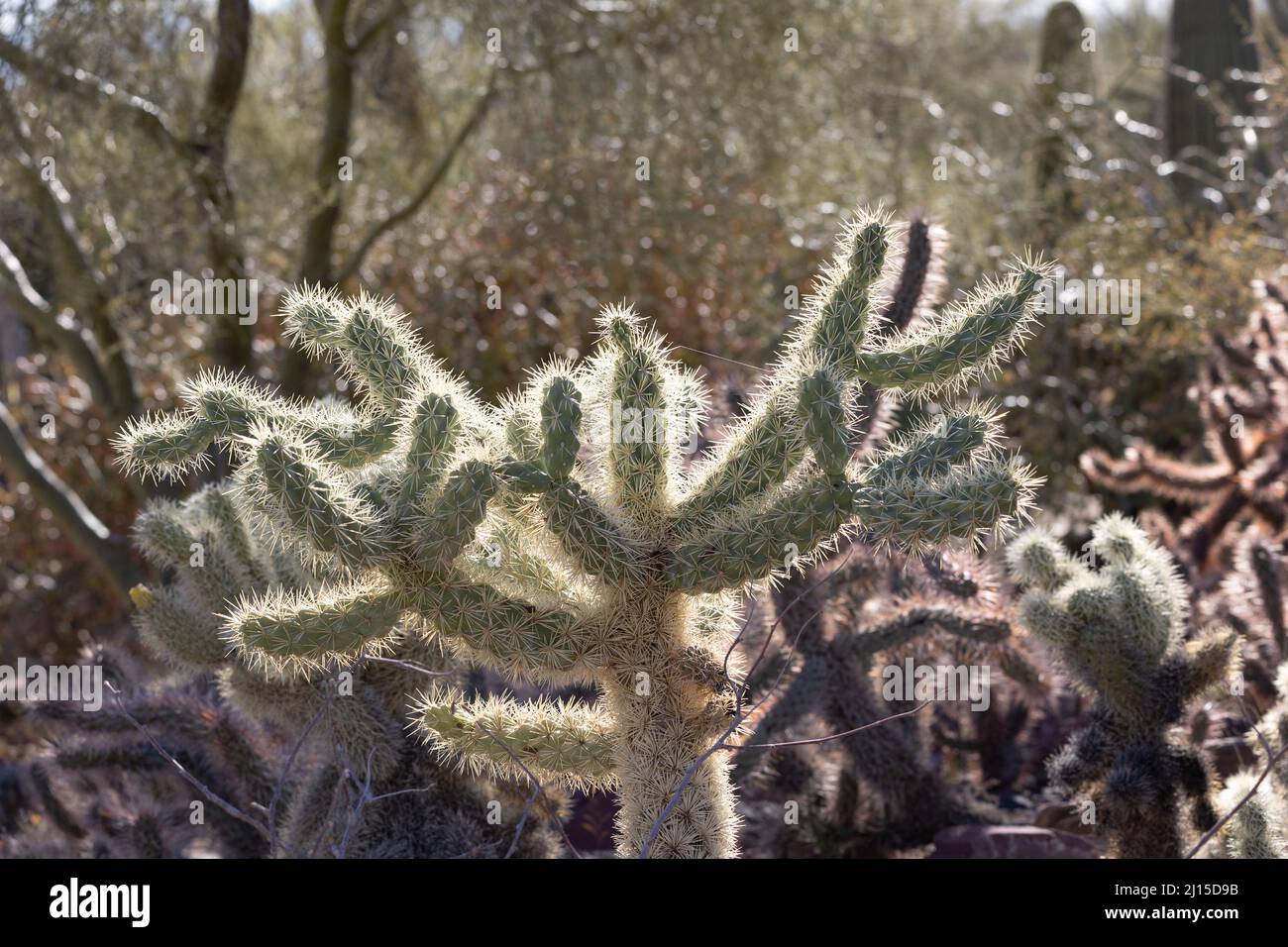 Tree cholla bloom hi-res stock photography and images - Alamy