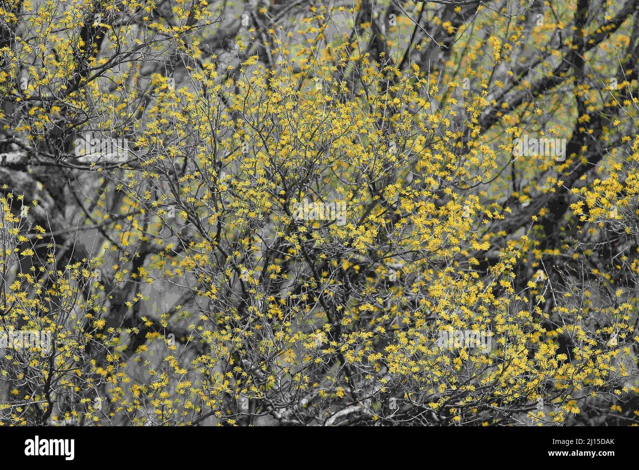 Bonghwa, Gyeongbuk, South Korea. 22nd Mar, 2022. March 22, 2022-Bonghwa ...