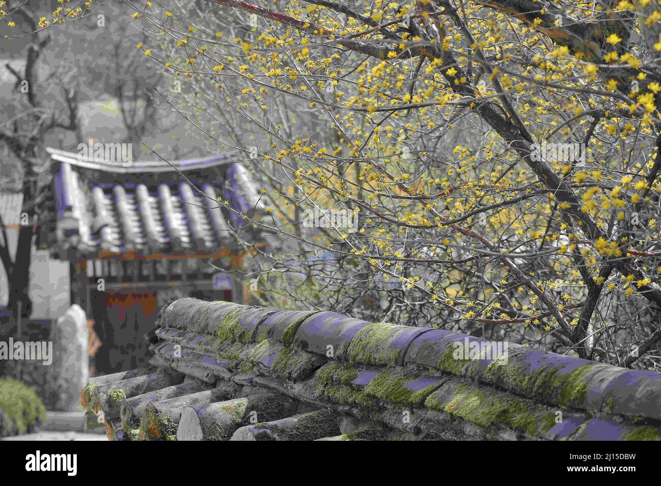 Bonghwa, Gyeongbuk, South Korea. 22nd Mar, 2022. March 22, 2022-Bonghwa ...