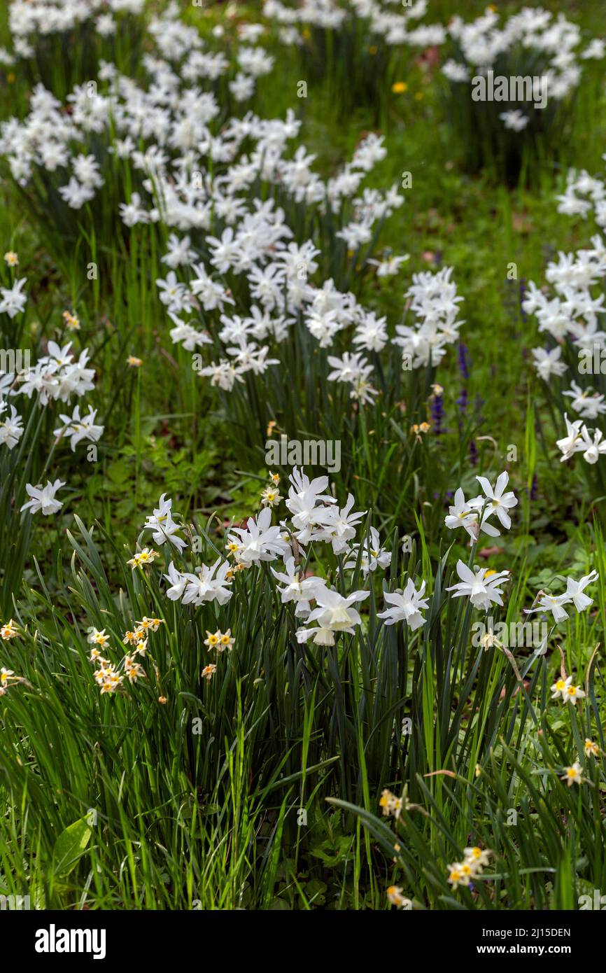 Hyacinth flowers in a spring garden Stock Photo - Alamy