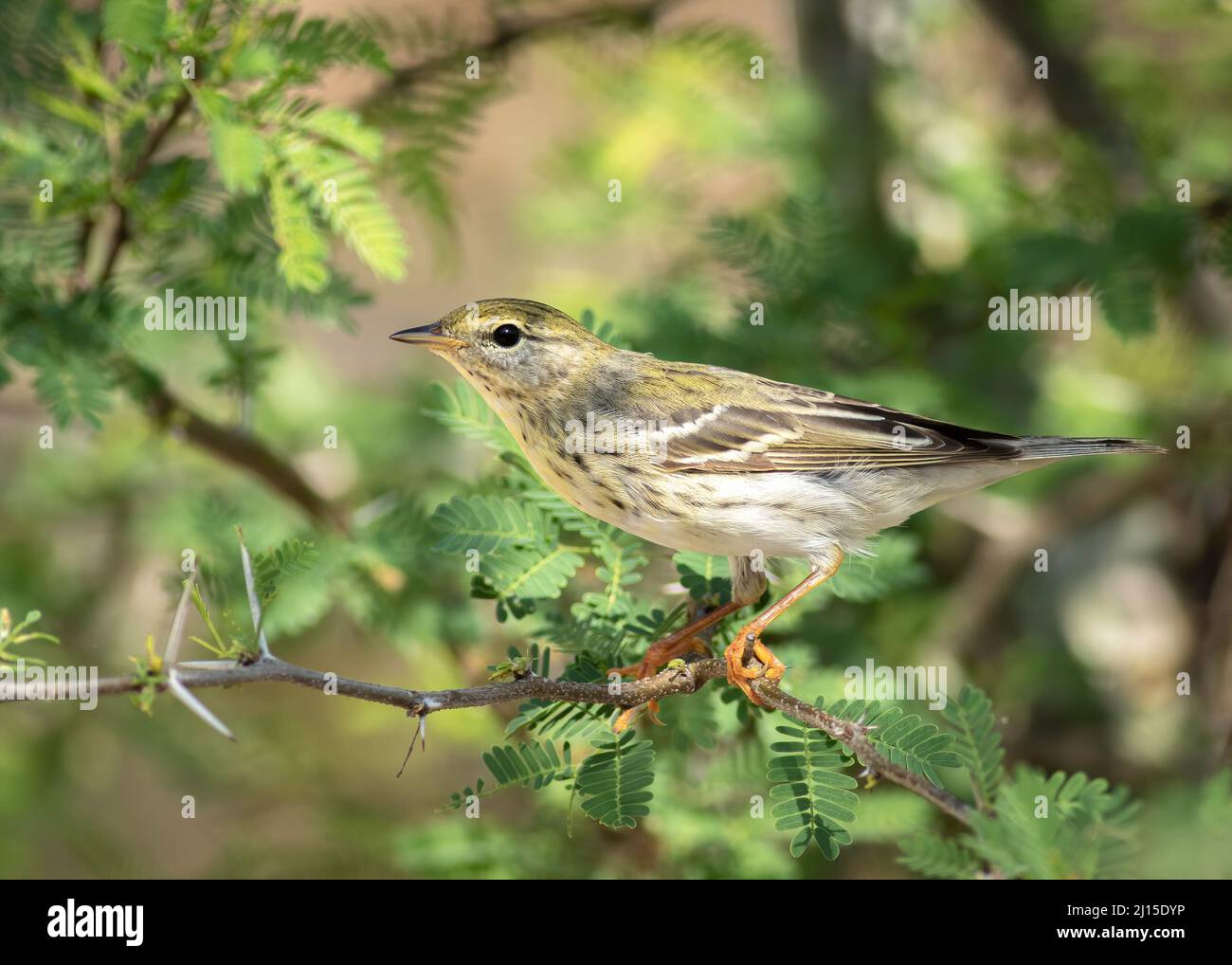 A female blackpoll warbler perches on a branch during spring migration ...
