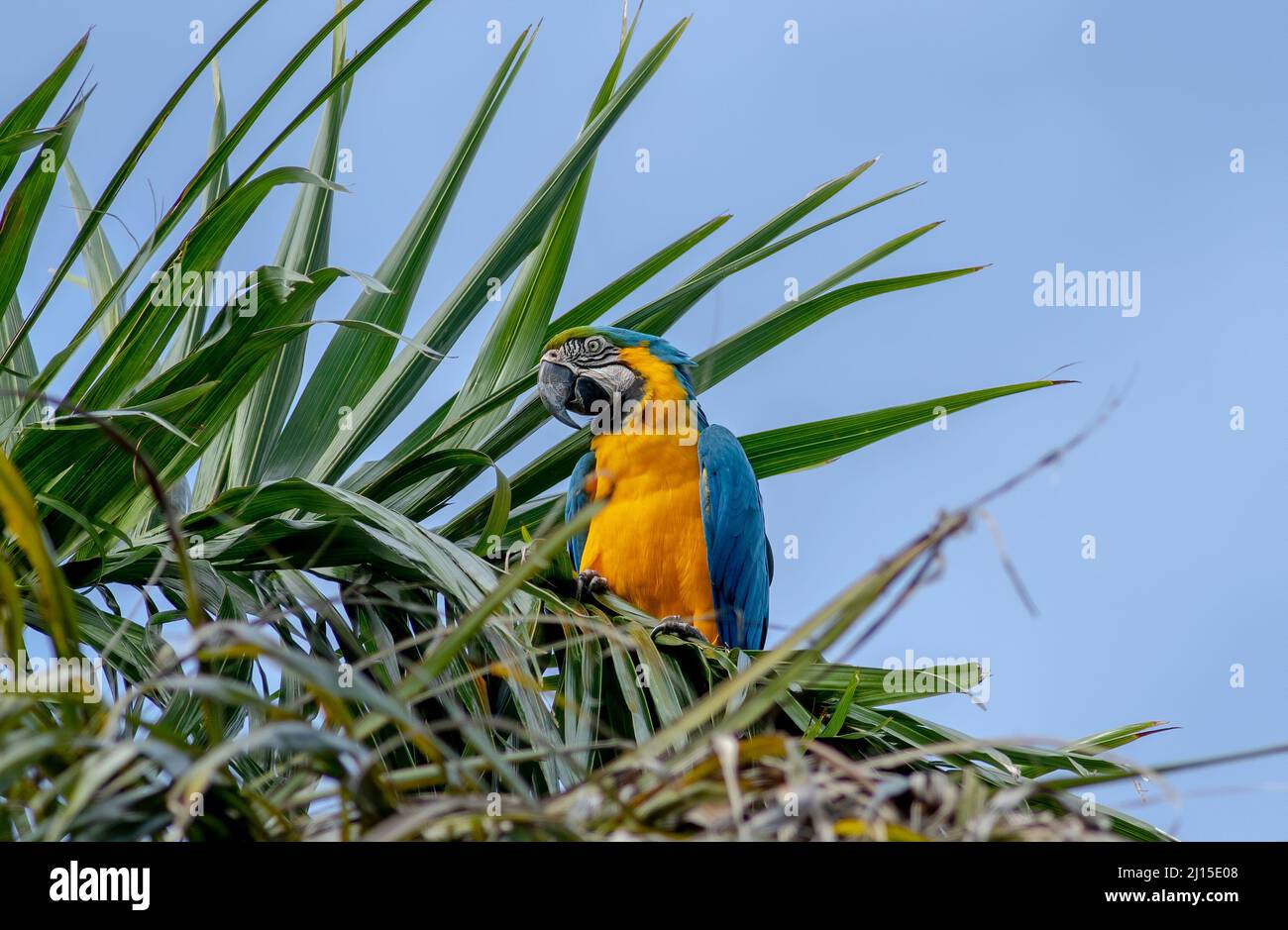 Blue and yellow macaw miami hi-res stock photography and images - Alamy