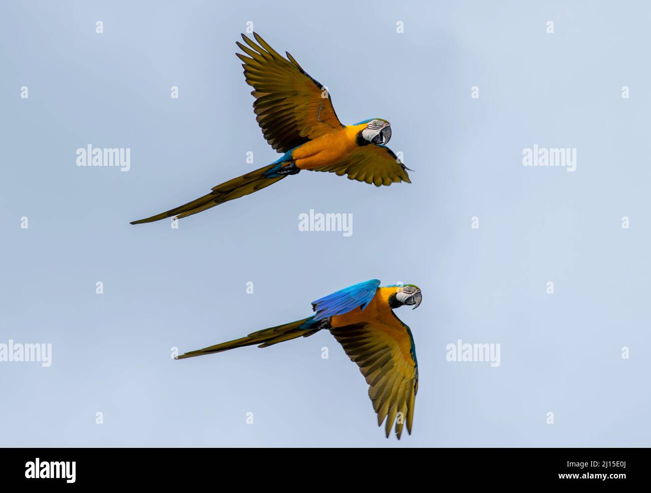 Blue and yellow Macaws parrots in Miami Florida, released exotics that ...