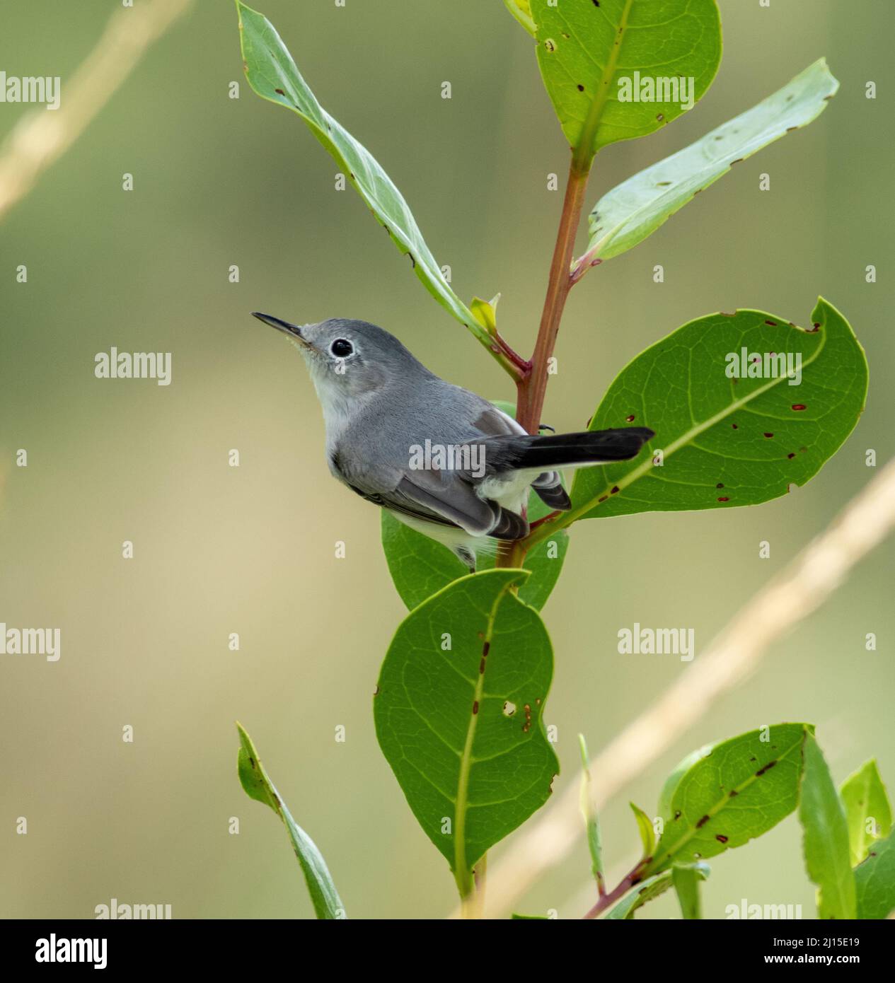 A blue-gray gnatcatcher perched hunting insects during spring migration ...