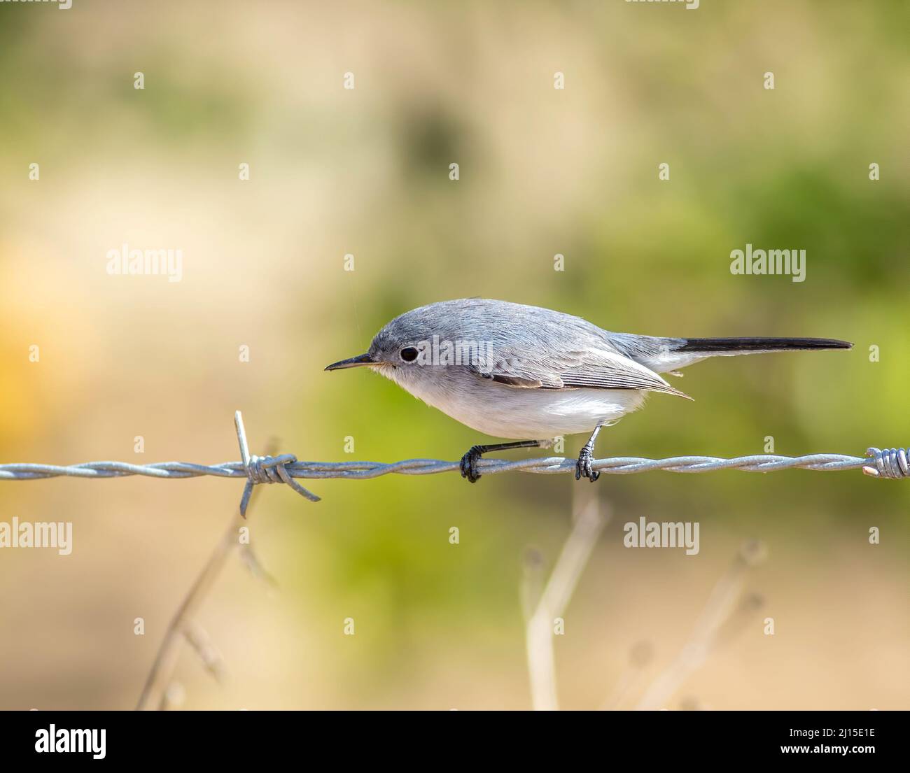 A blue-gray gnatcatcher perched hunting insects during spring migration ...