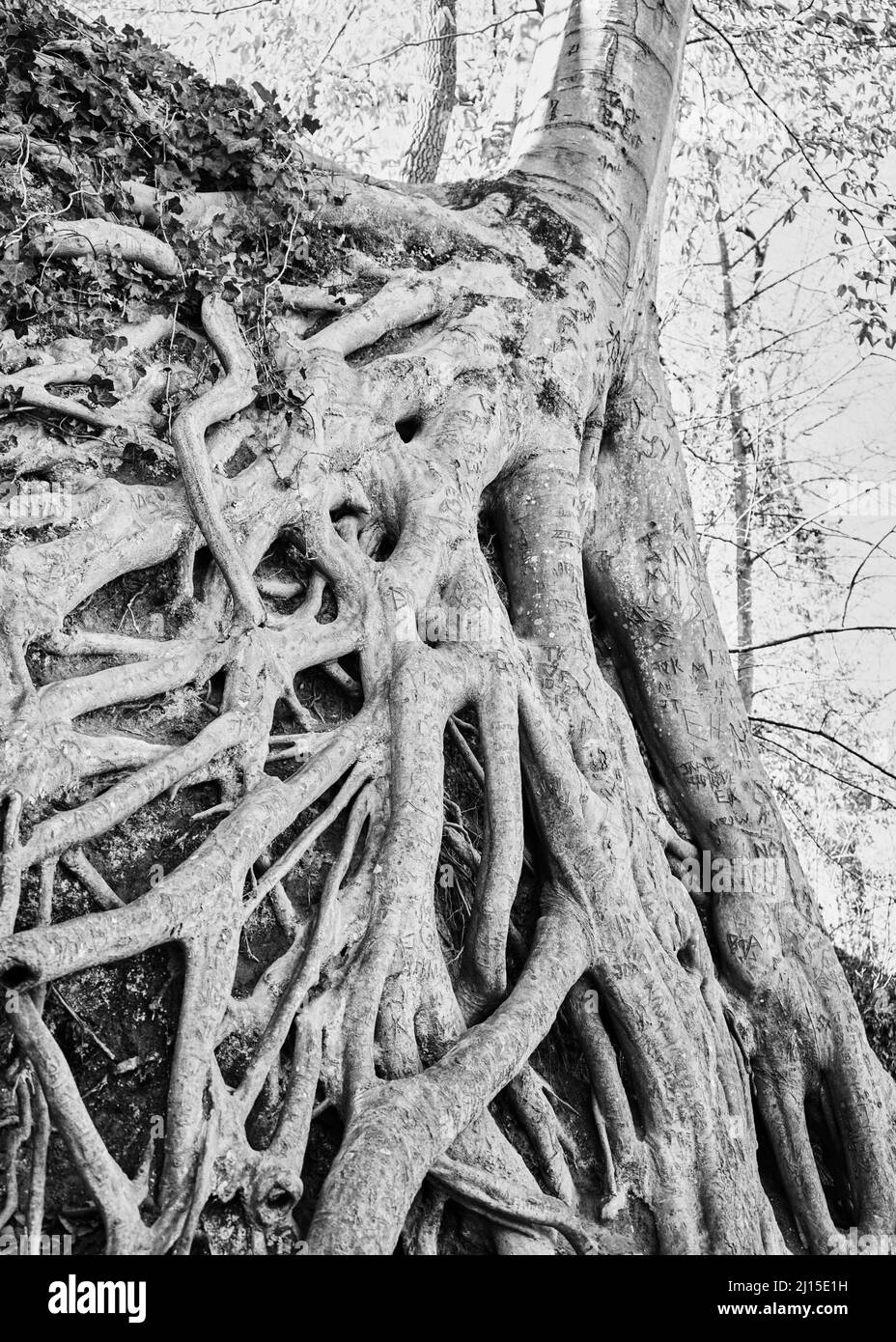Exposed tree root system hi-res stock photography and images - Alamy
