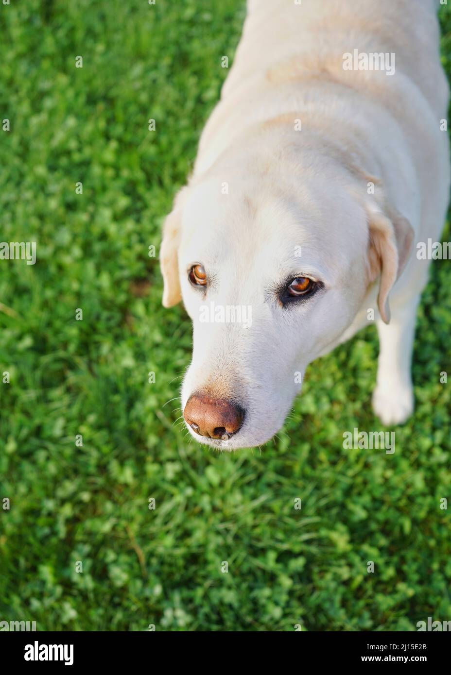 Yellow Lab With Green Eyes