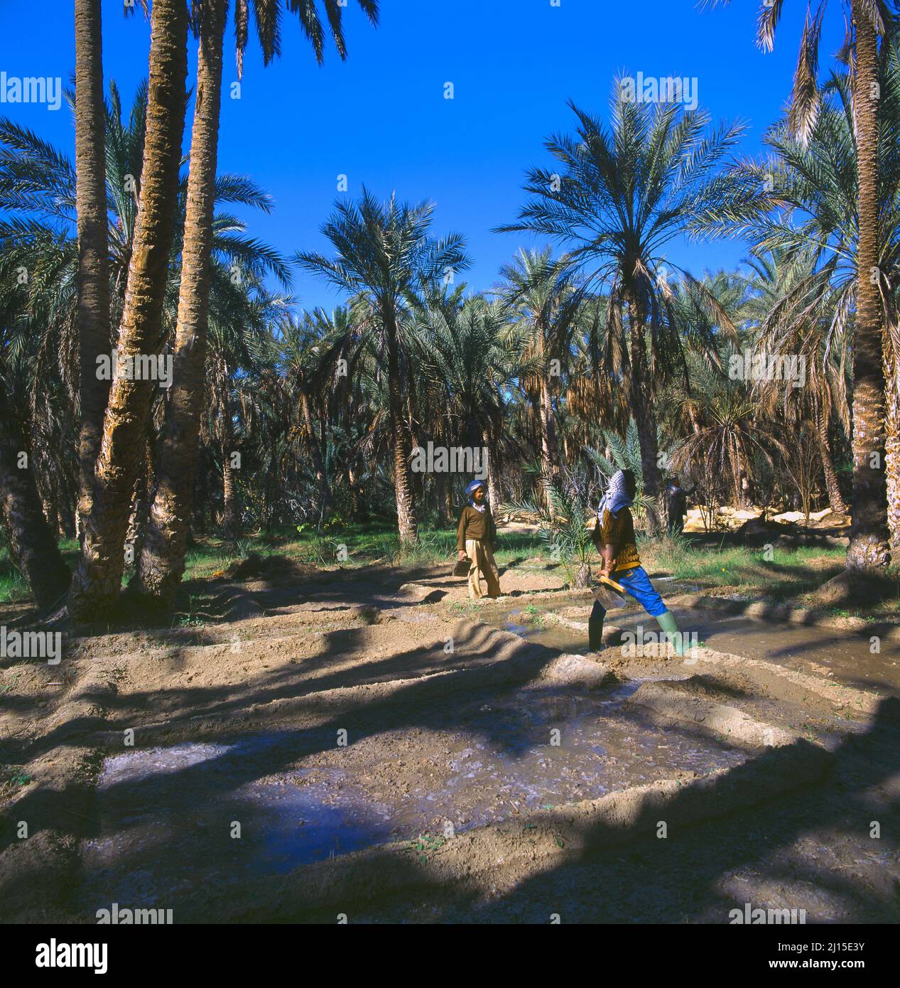 Nefta oasis hi-res stock photography and images - Alamy