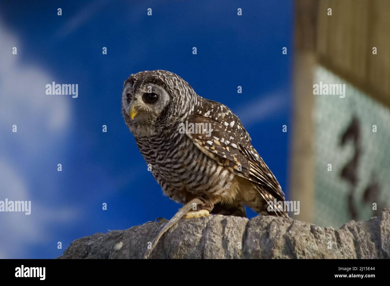 Spotted owl (Strix occidentalis) in the bird show at Knowsley Safari ...