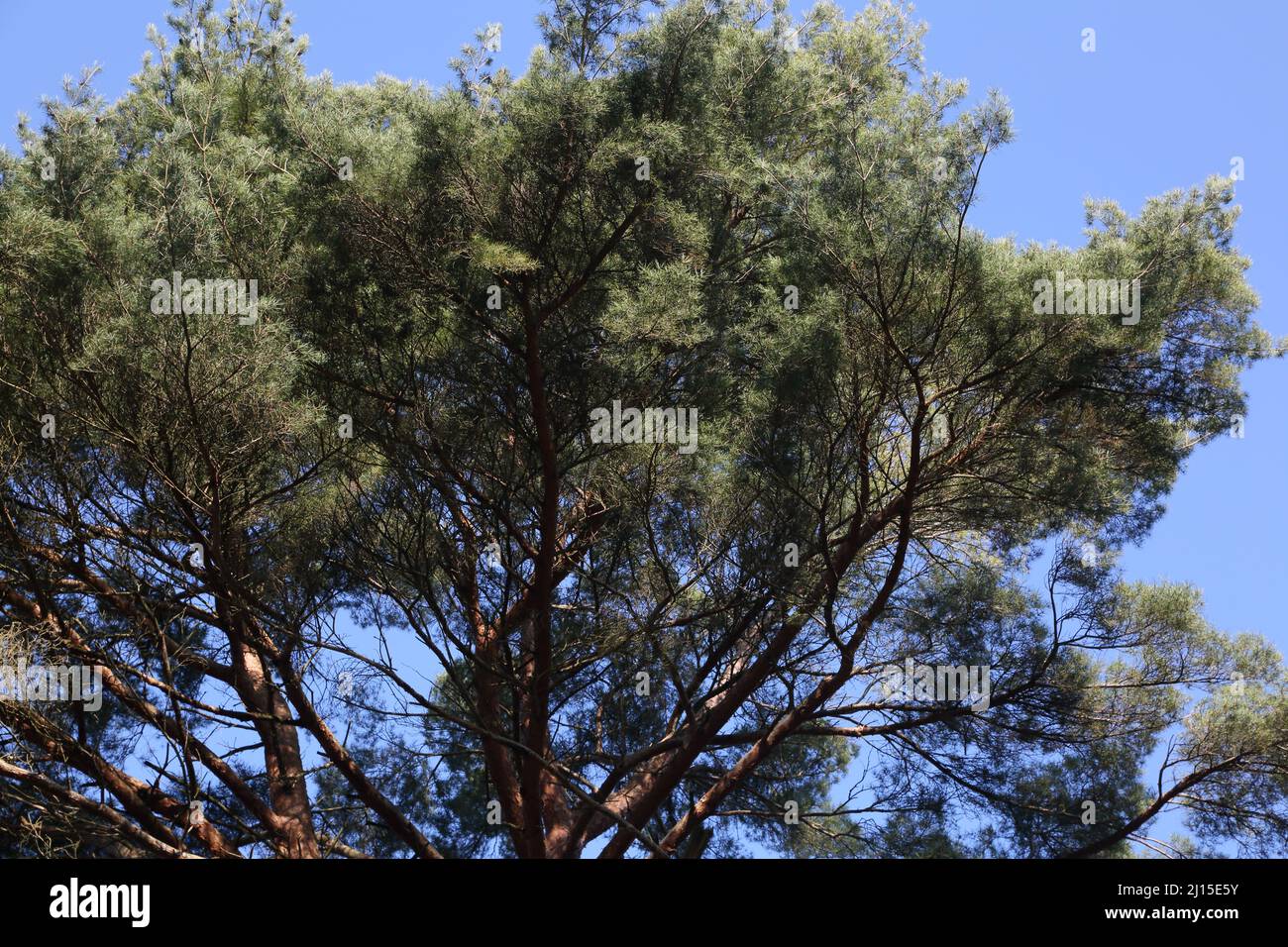 Stone Pine Tree At Wisley RHS Garden Surrey England Stock Photo - Alamy