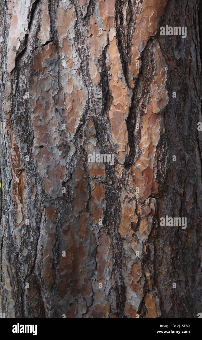 Vertical bark hi-res stock photography and images - Alamy