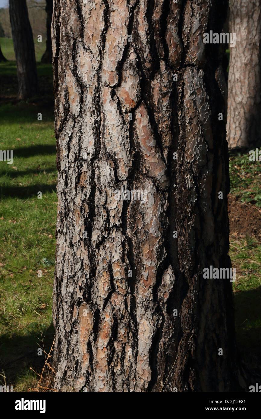 Bark pine tree trunk texture hi-res stock photography and images - Alamy