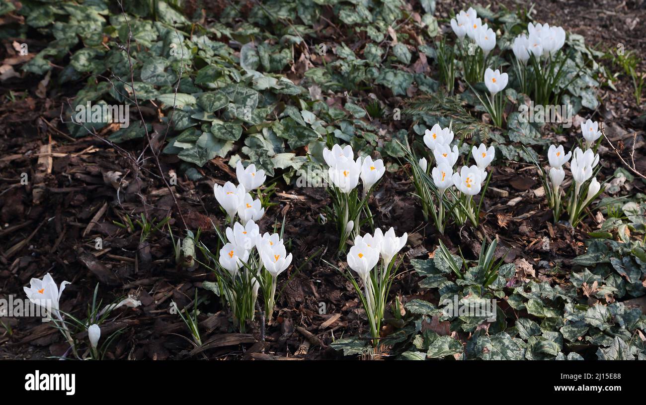 White crocuses hi-res stock photography and images - Alamy