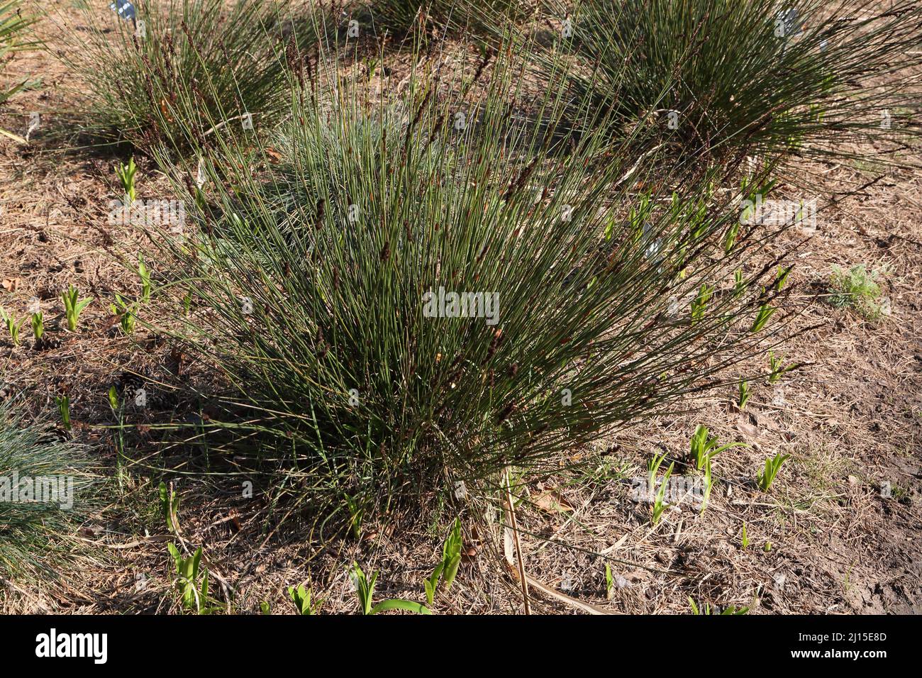 Cape plant kingdom hi-res stock photography and images - Alamy
