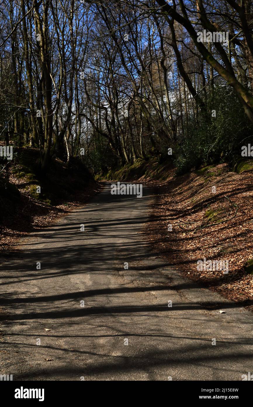 Tree Lined Footpath in Friday Street Surrey England Stock Photo - Alamy