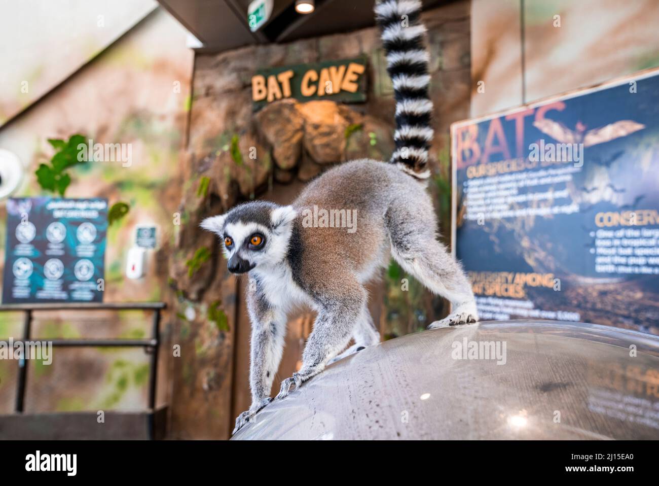 Curious ring-tailed lemur standing on shiny structure in zoo Stock ...