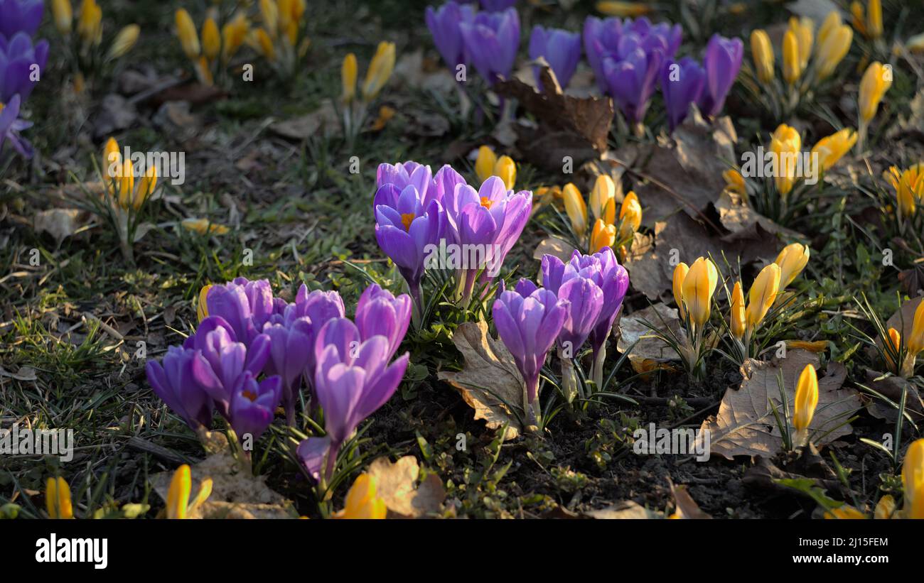 Yellow crocus flowers hi-res stock photography and images - Alamy