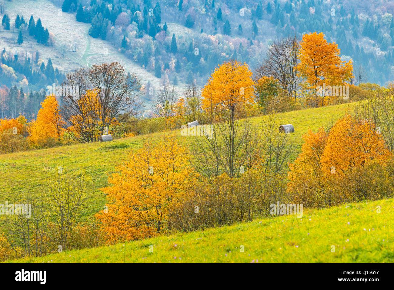 Colored trees in the autumn mountain landscape. The Vratna valley in ...