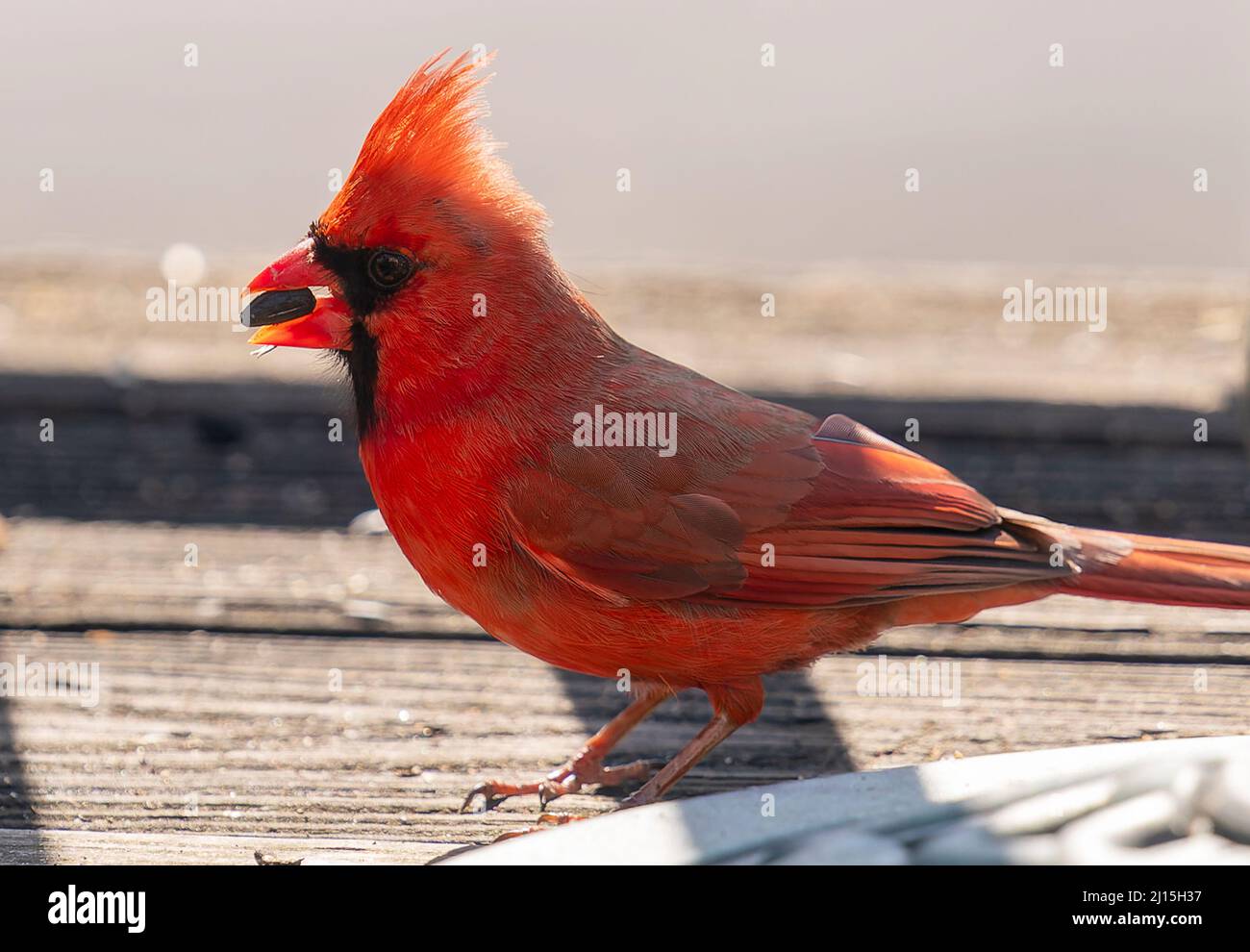 Northern Cardinal finds a sunflower seed on the deck Stock Photo - Alamy