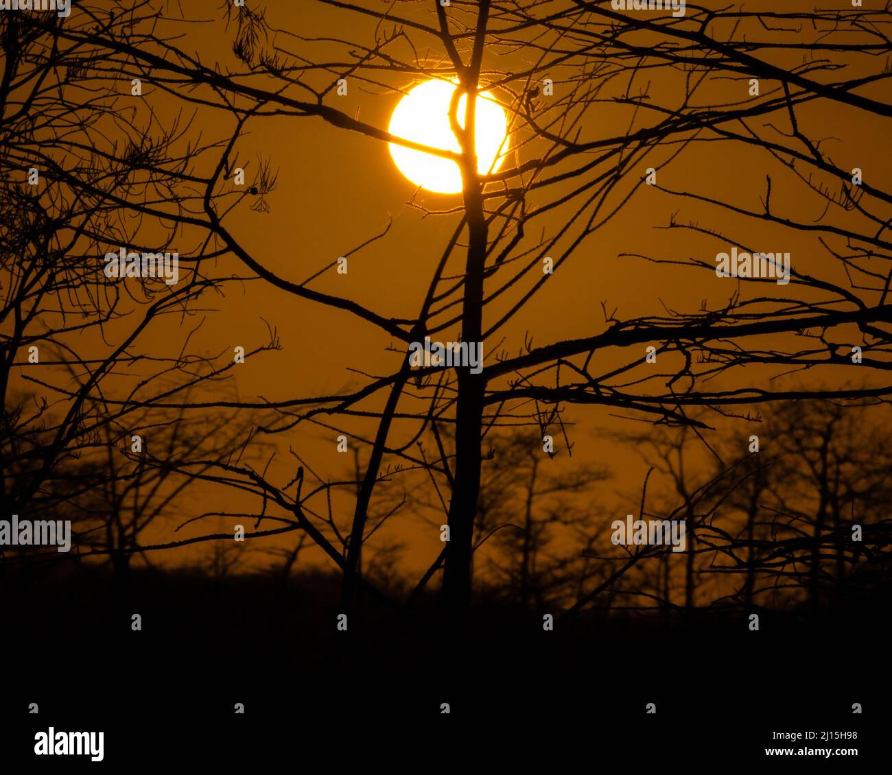 Beautiful full moon behind silhouette of trees Stock Photo - Alamy