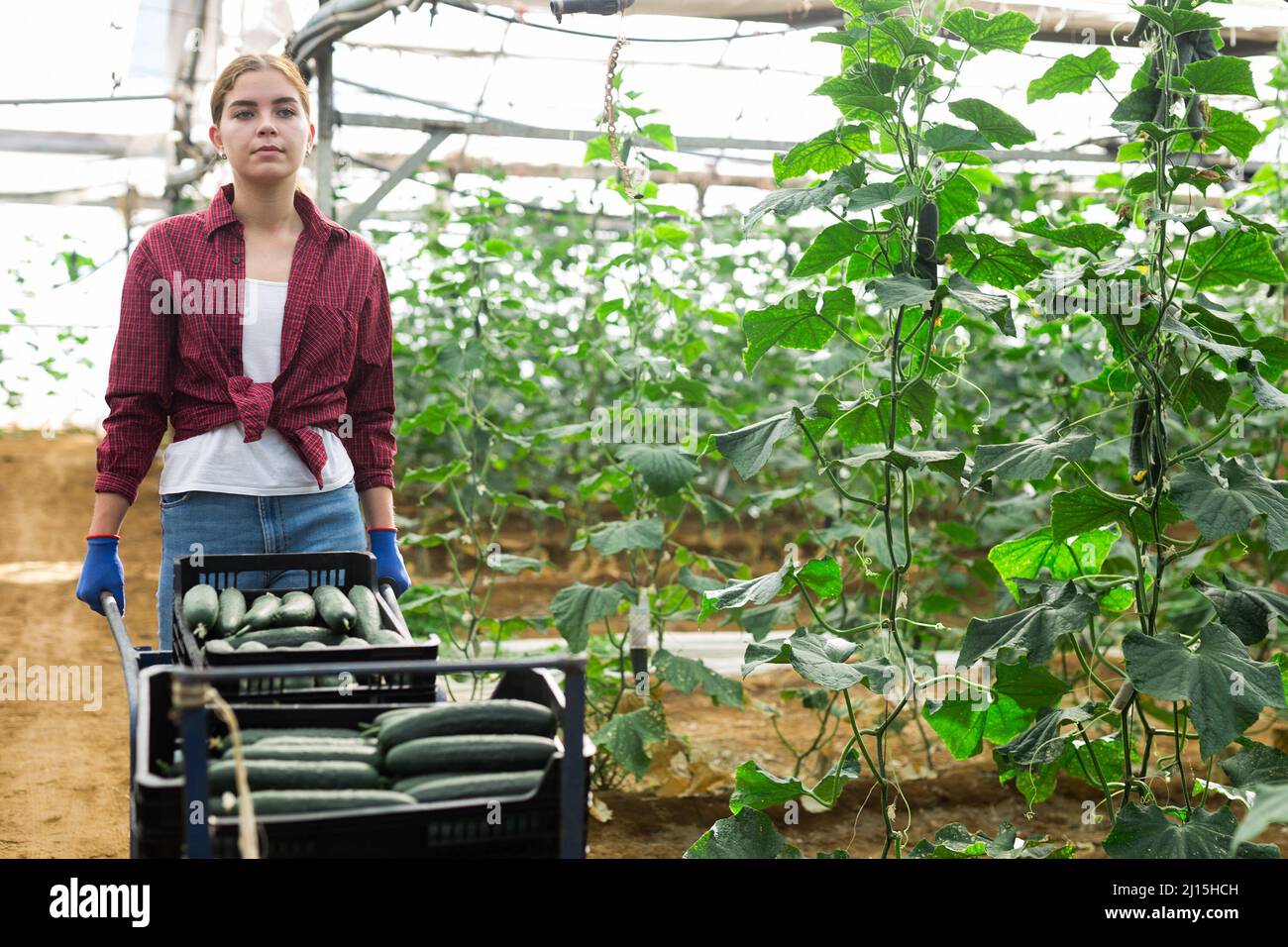 Girl pushing cart with cucumbers Stock Photo - Alamy
