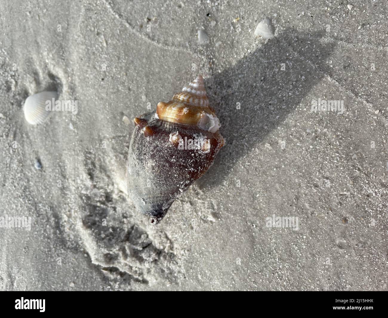 Top view of a sandy conch shell North Captiva beach Stock Photo - Alamy
