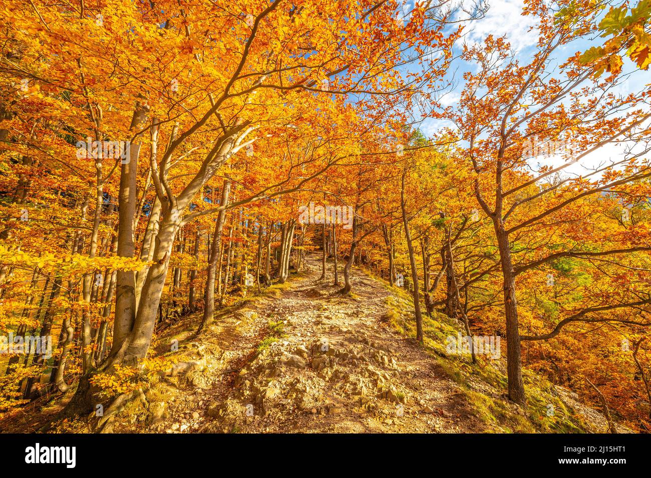 Forest of trees with autumn colors hi-res stock photography and images ...
