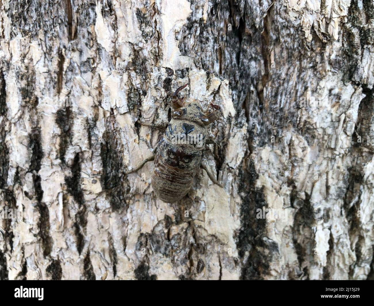 Beetle exoskeleton hi-res stock photography and images - Alamy
