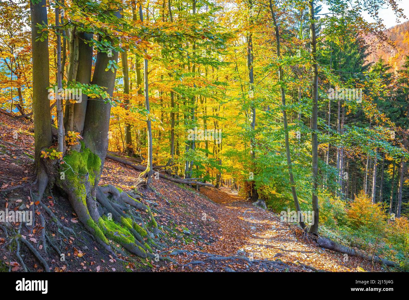 Walkway through the forest hi-res stock photography and images - Alamy