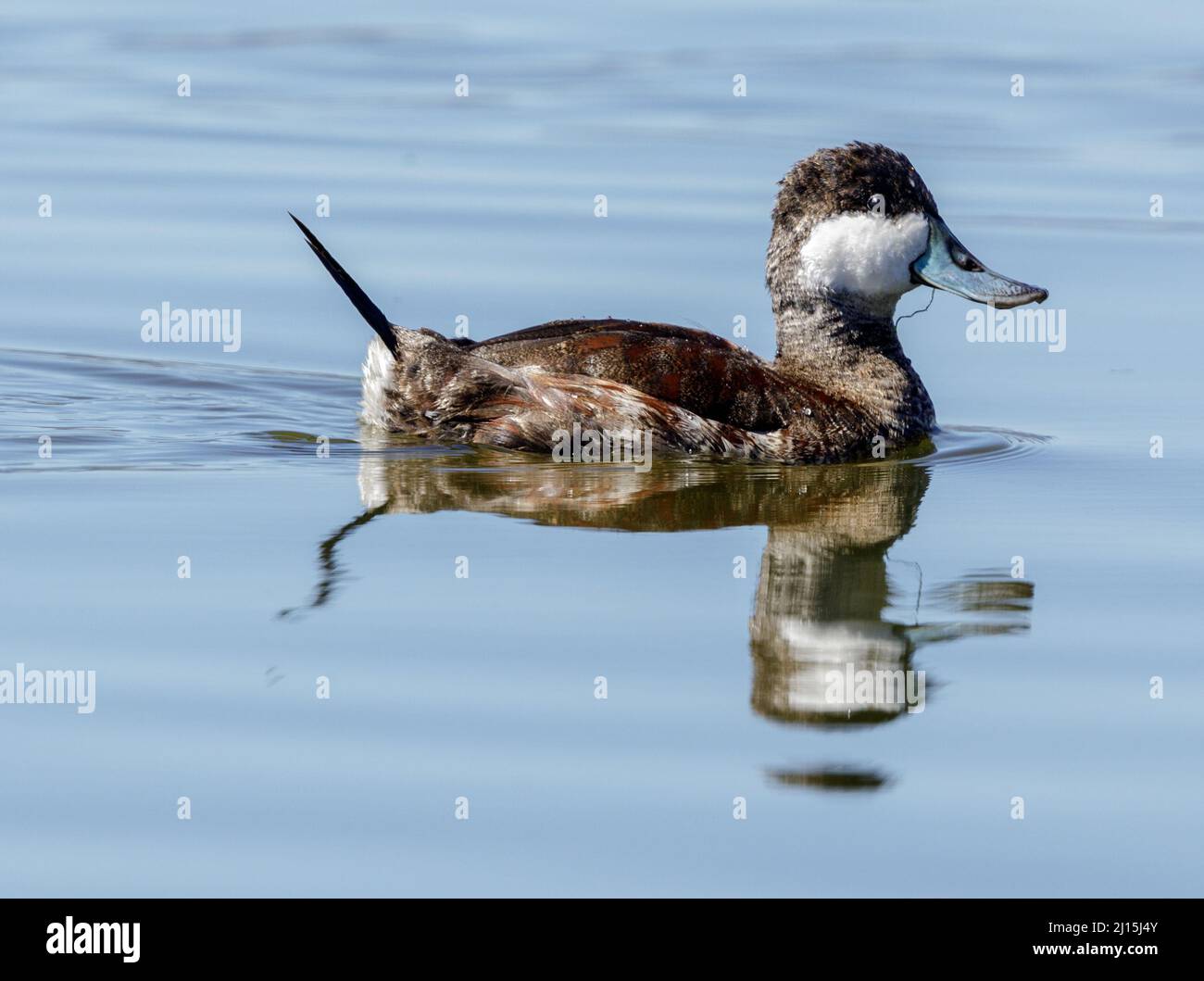Ruddy Duck adult male swimming. Palo Alto Baylands, California, USA ...