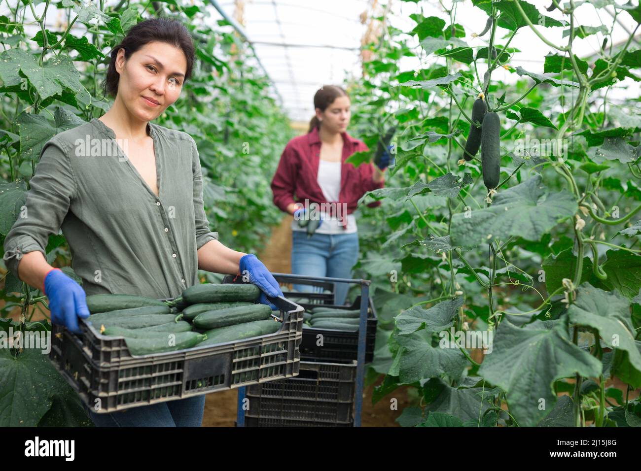 Women and girl picking cucumbers Stock Photo - Alamy