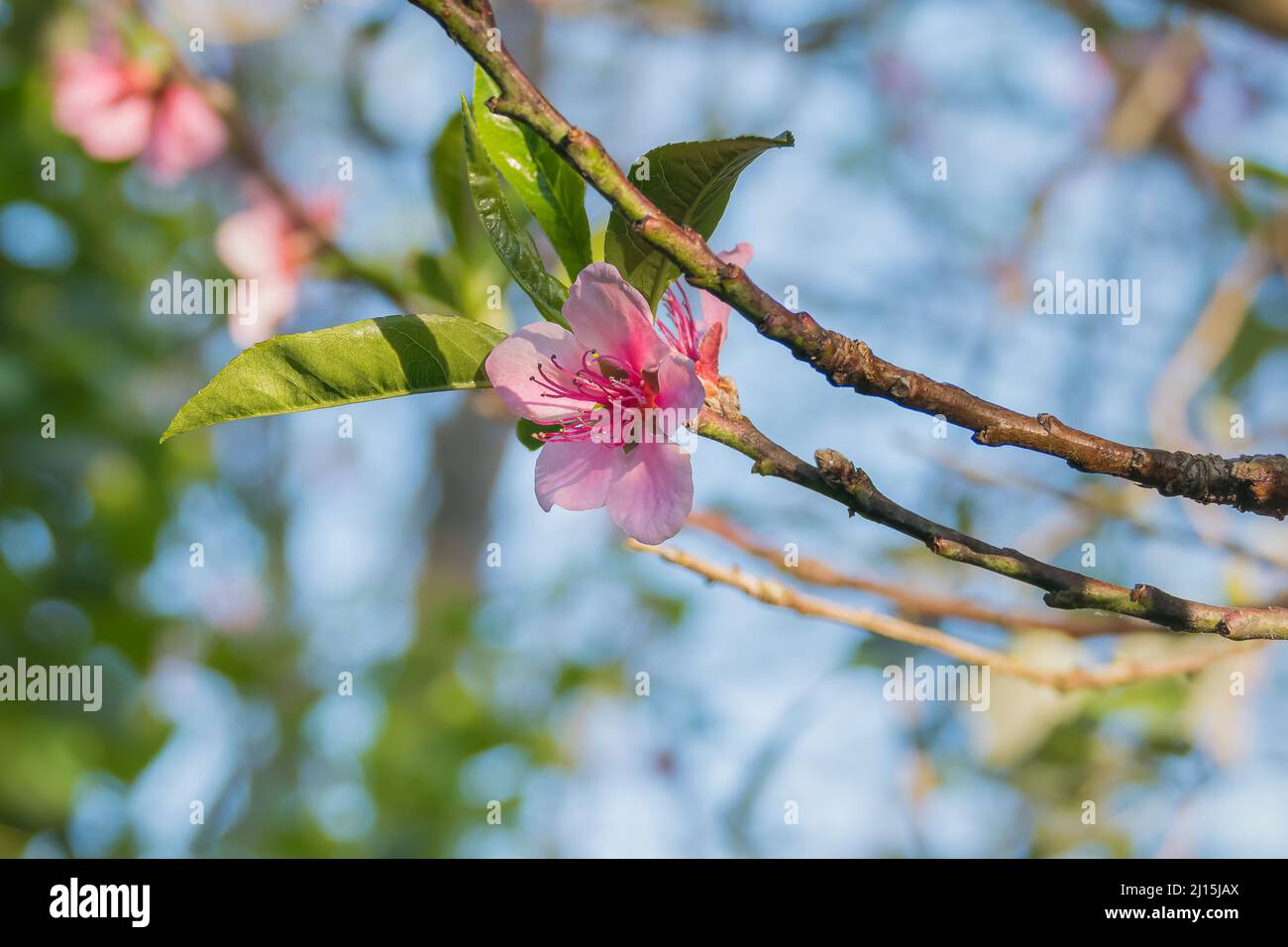 view of flower and leaves of a prunus persica tree in march in Spain ...