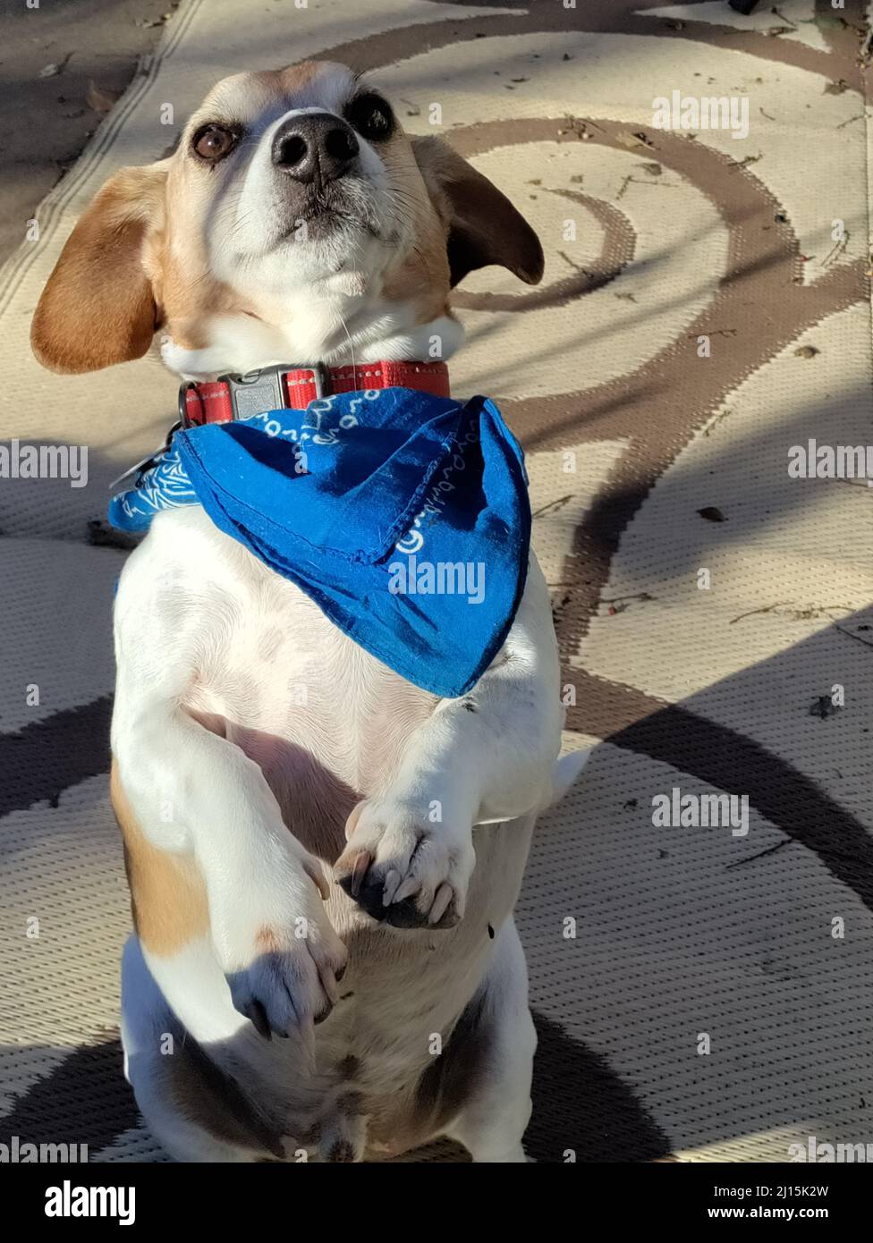 Dog in blue bandana hi-res stock photography and images - Alamy