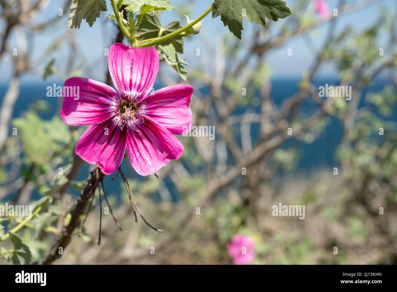Island Mallow Bloom On Anacapa Island in Channel Islands National Park ...