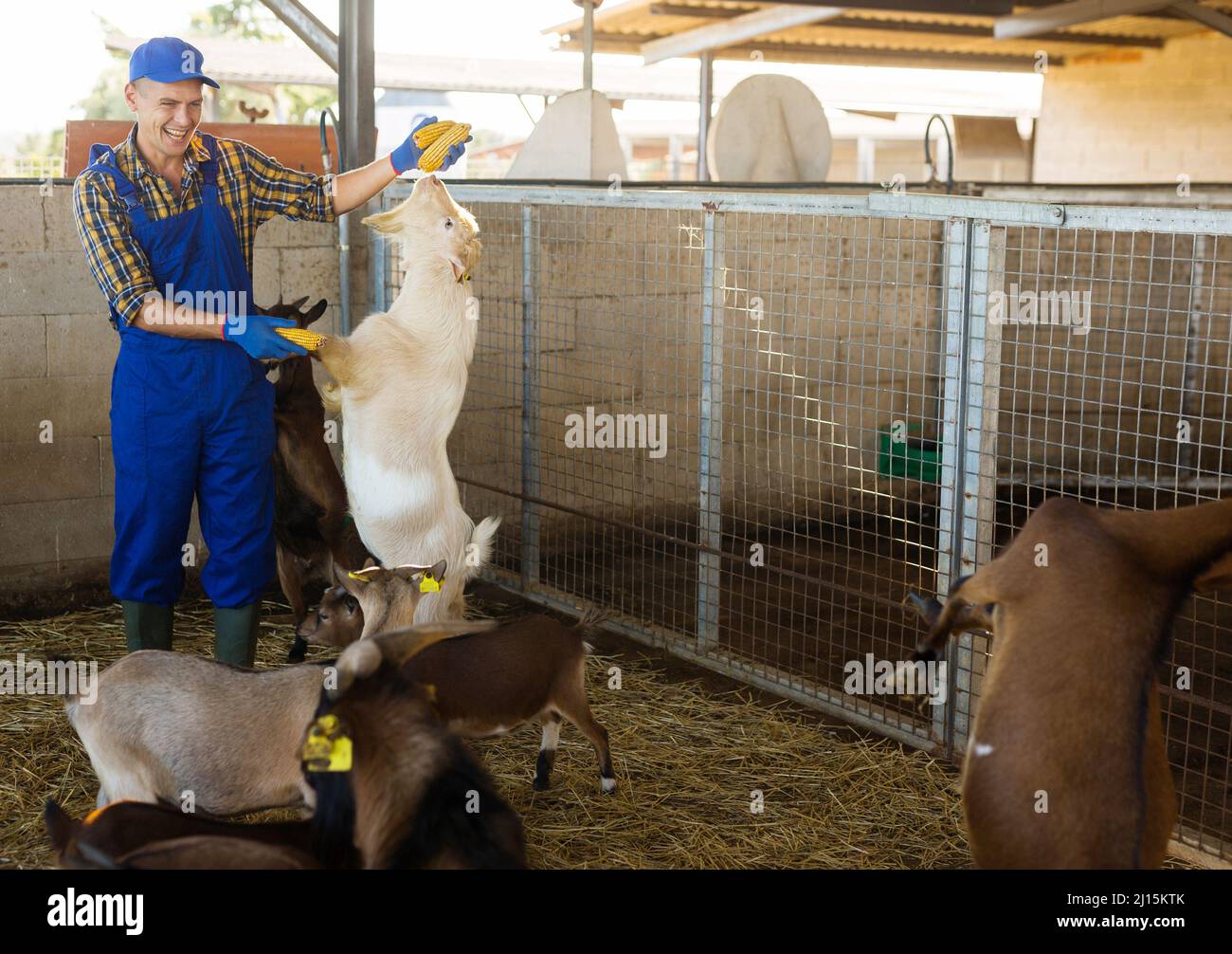 Man feeding goat corn hi-res stock photography and images - Alamy