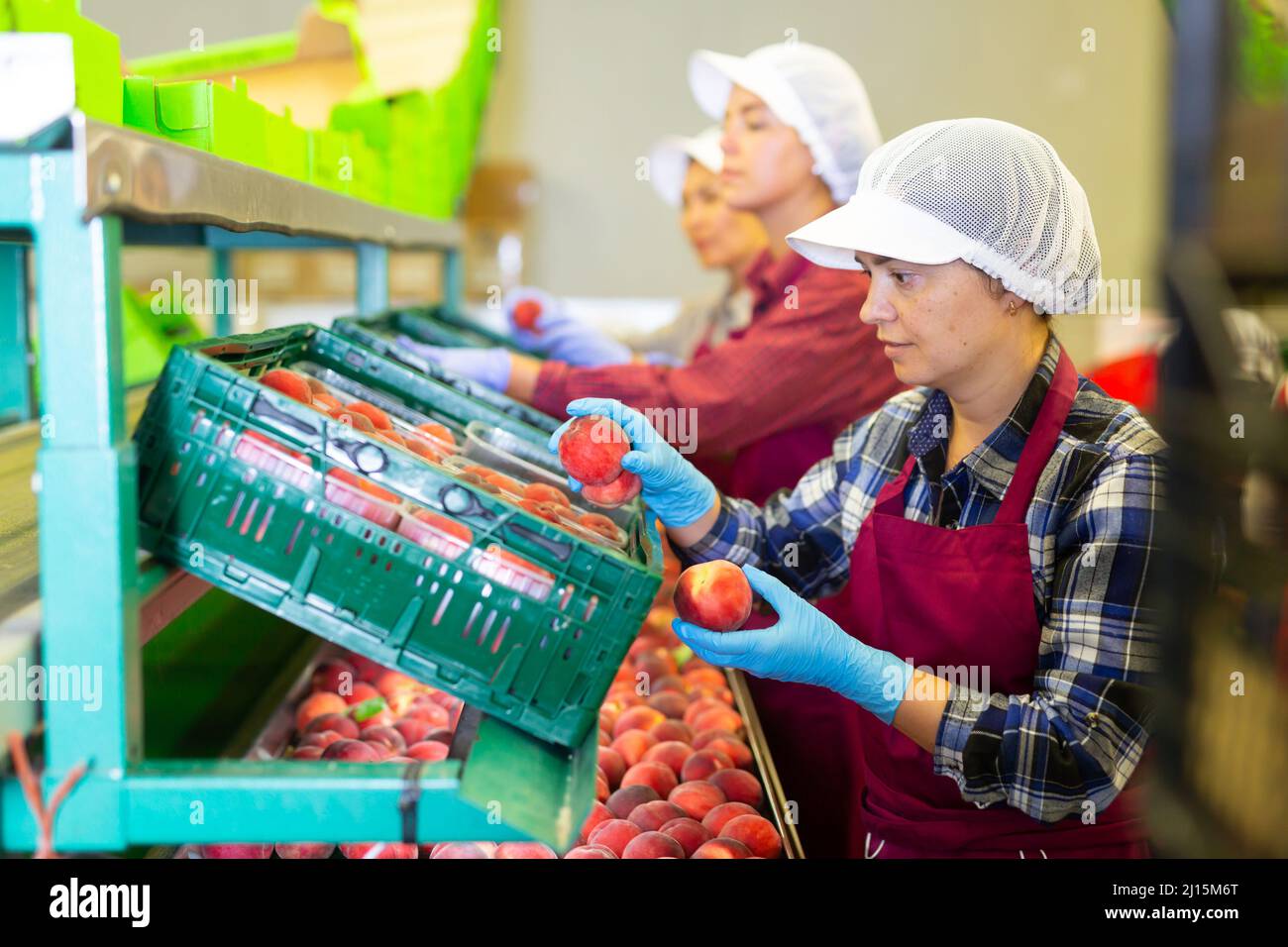 Three women working in sorting room Stock Photo - Alamy