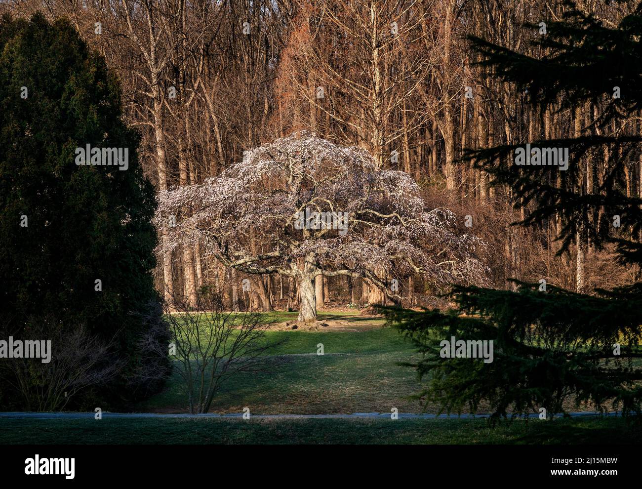 Cherry Blossom tree in full bloom Stock Photo - Alamy