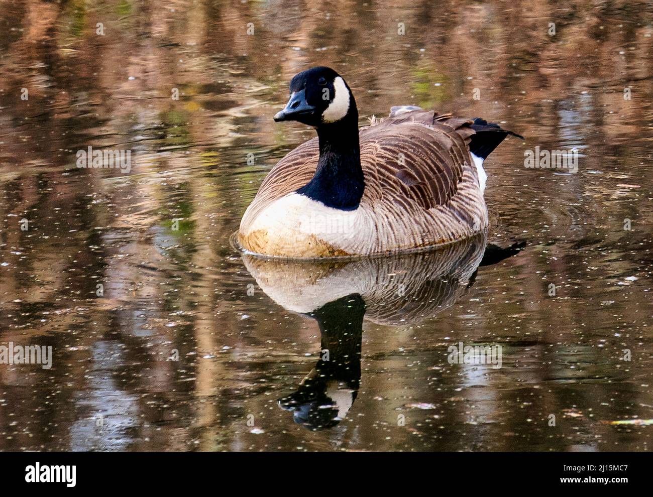 Goose floating hi-res stock photography and images - Alamy
