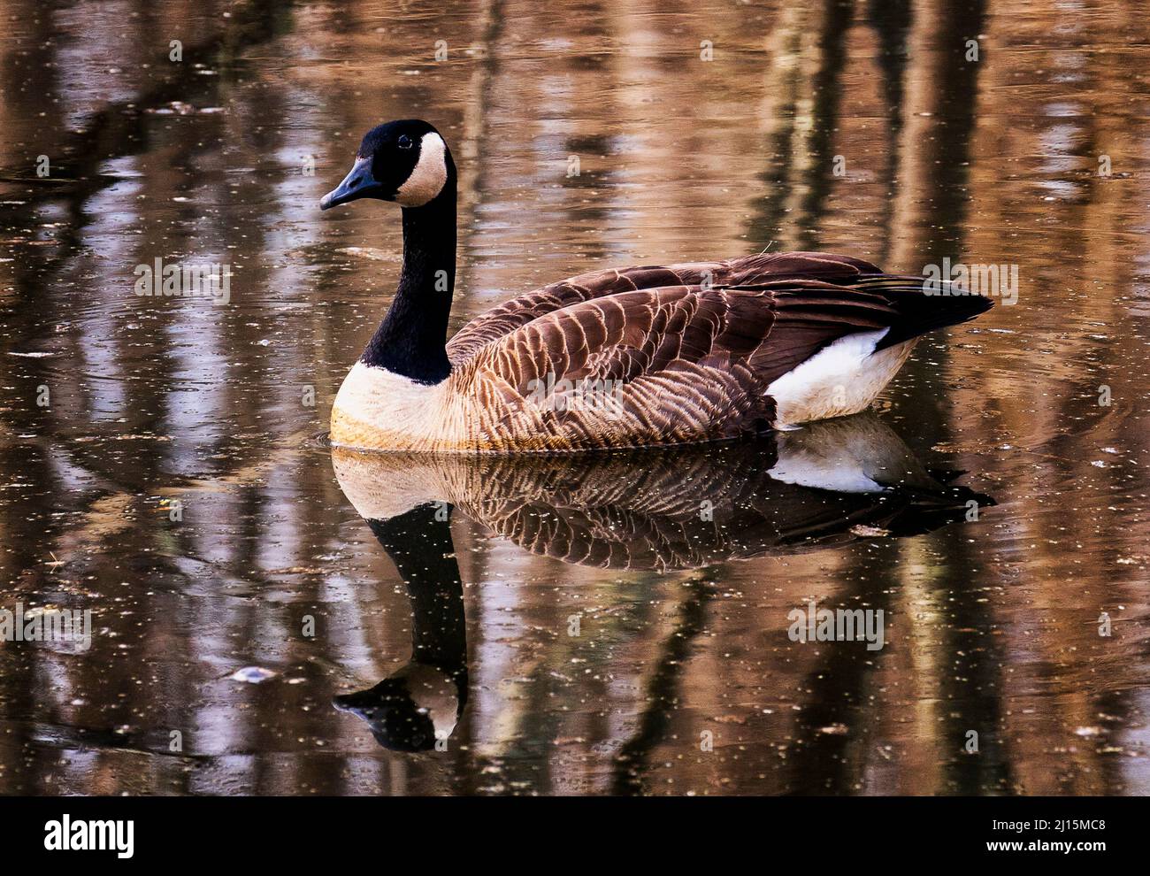 Goose floating hi-res stock photography and images - Alamy