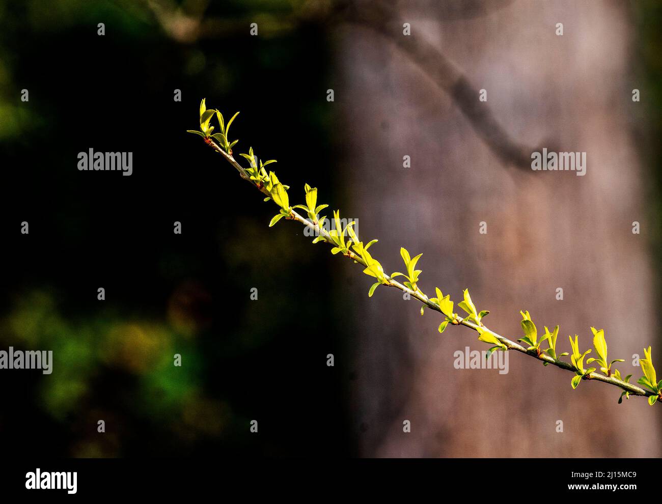 Young tree starts to bloom in spring Stock Photo - Alamy